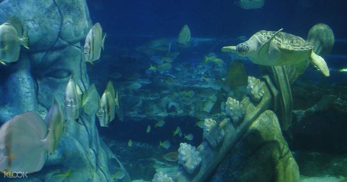 Sea Life Aquarium Ticket in Istanbul, Turkey